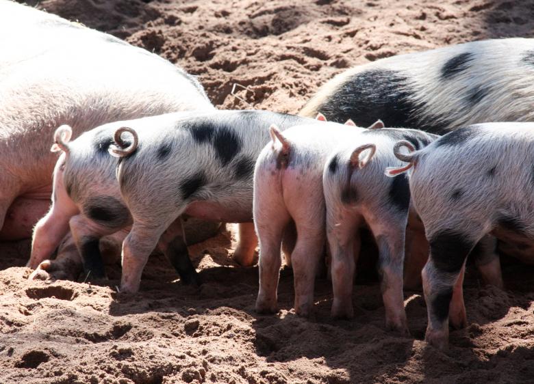 Entry Details – Pigs Backyard Ultra